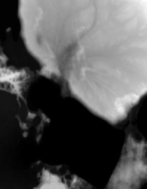 Index of /vdelivery/Datasets/Staged/Elevation/OPR/Projects/Oneida_and ...